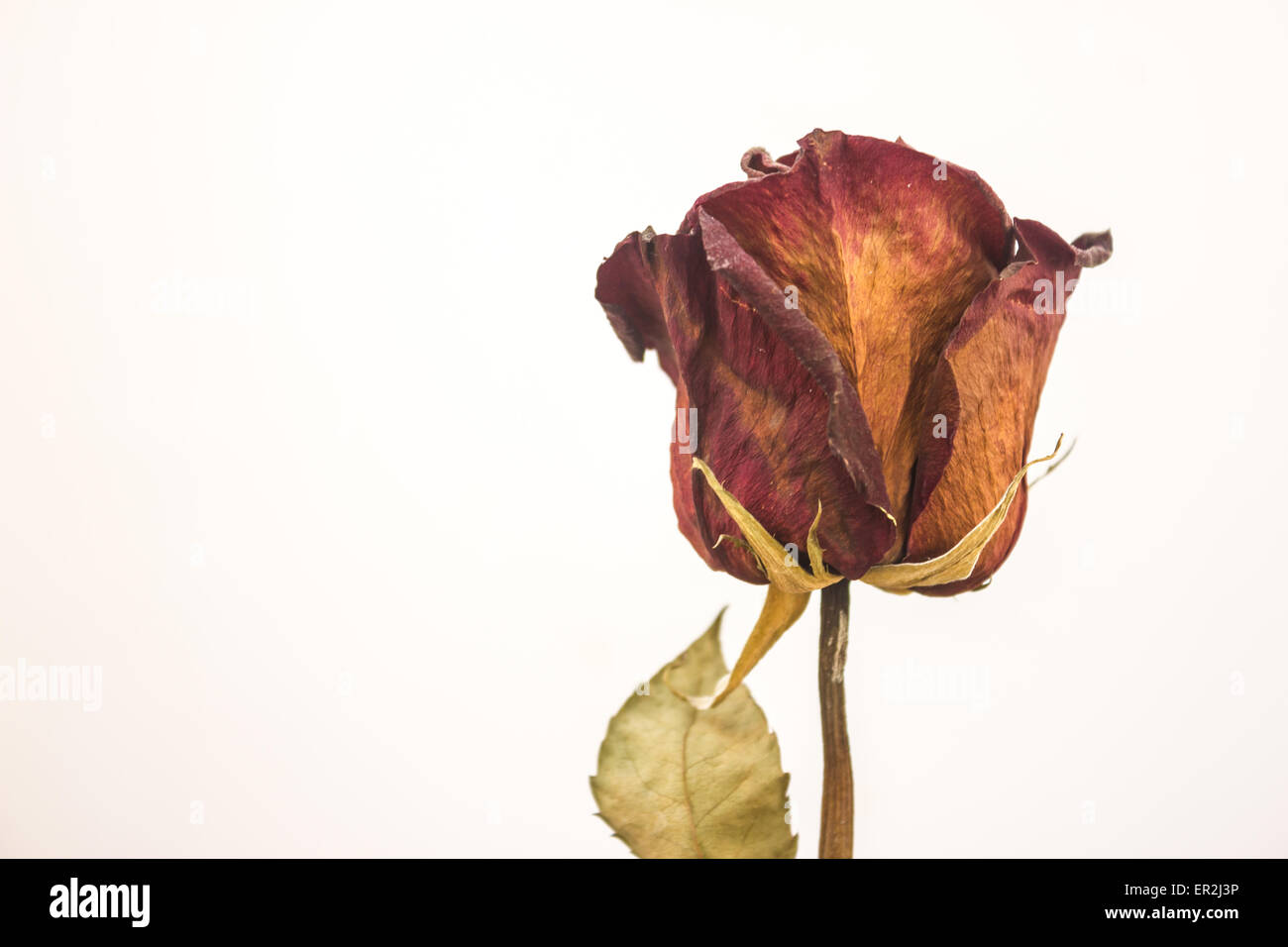 Dry red rose, dead nature, broken love concept Stock Photo - Alamy