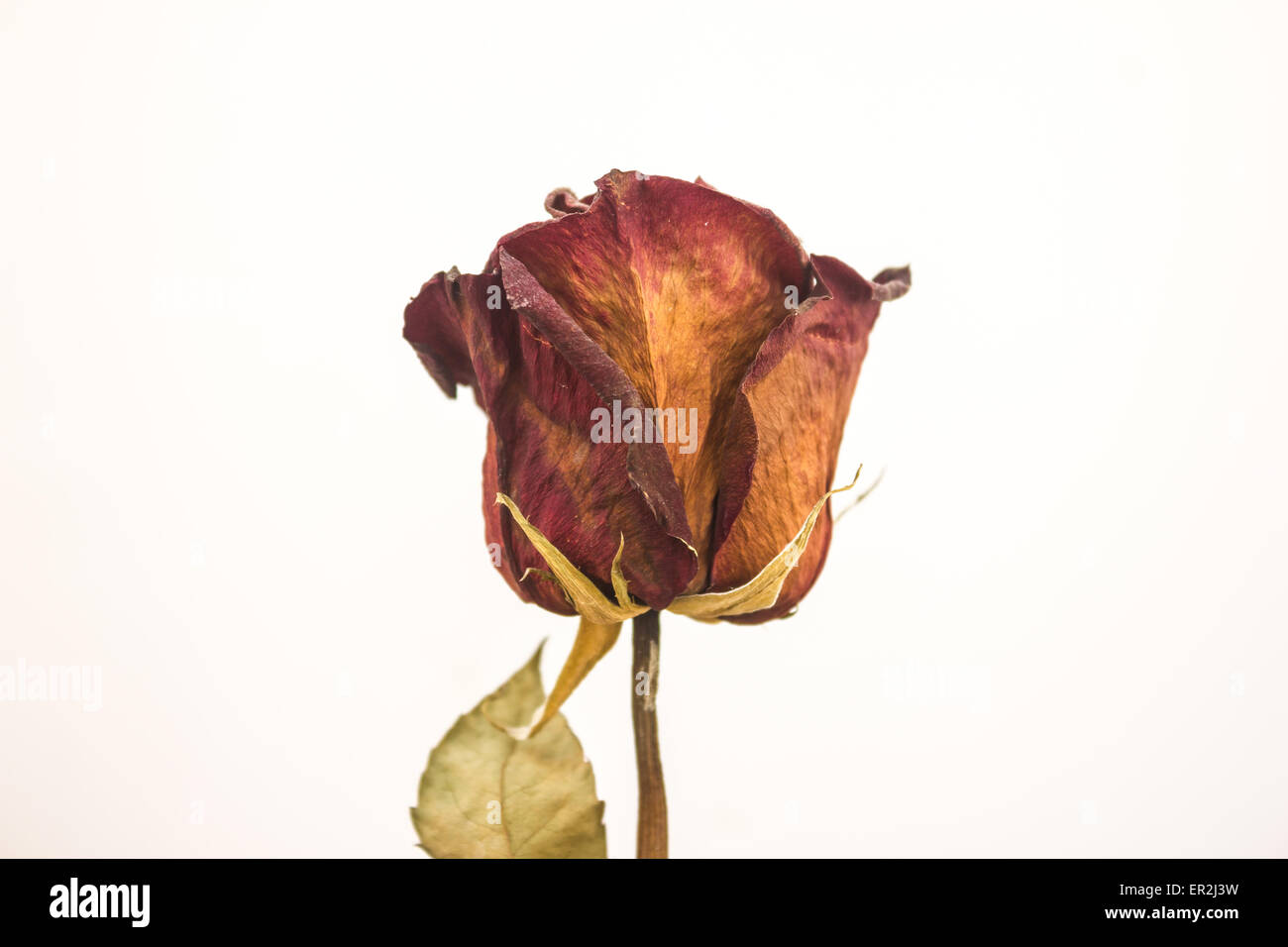 Dry red rose, dead nature, broken love concept Stock Photo - Alamy