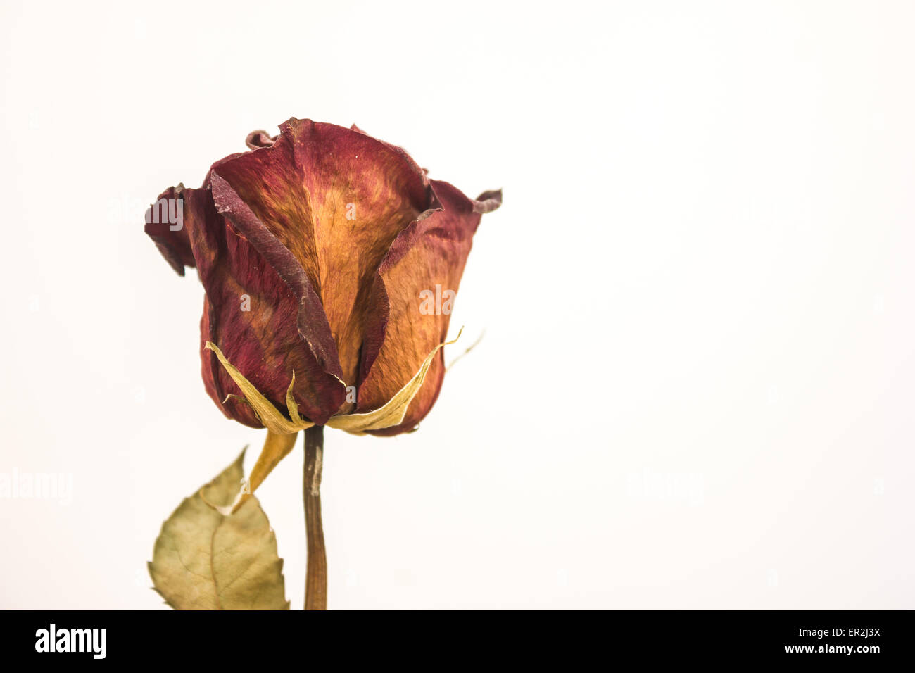 Dry red rose, dead nature, broken love concept Stock Photo - Alamy