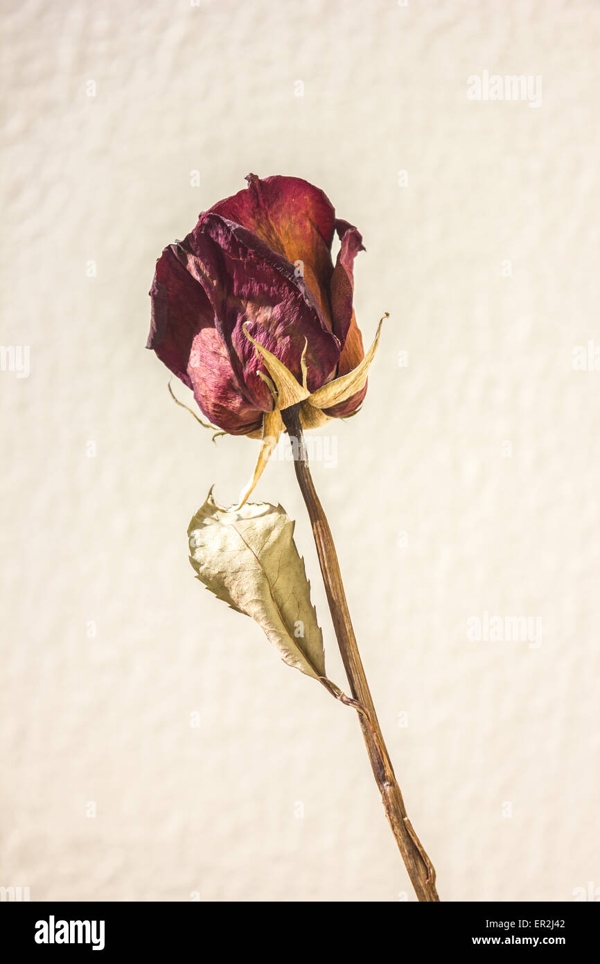 Dry red rose, dead nature, broken love concept Stock Photo - Alamy