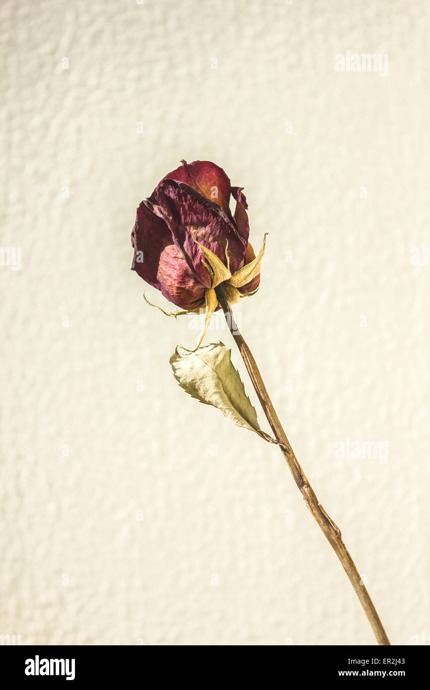 Dry red rose, dead nature, broken love concept Stock Photo - Alamy