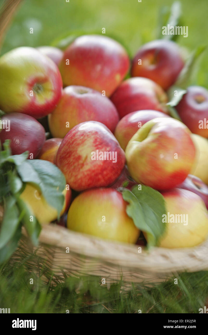 Wiese Korb Garten Weidenkorb Obst Fruechte Jonagold Obstsorte ...