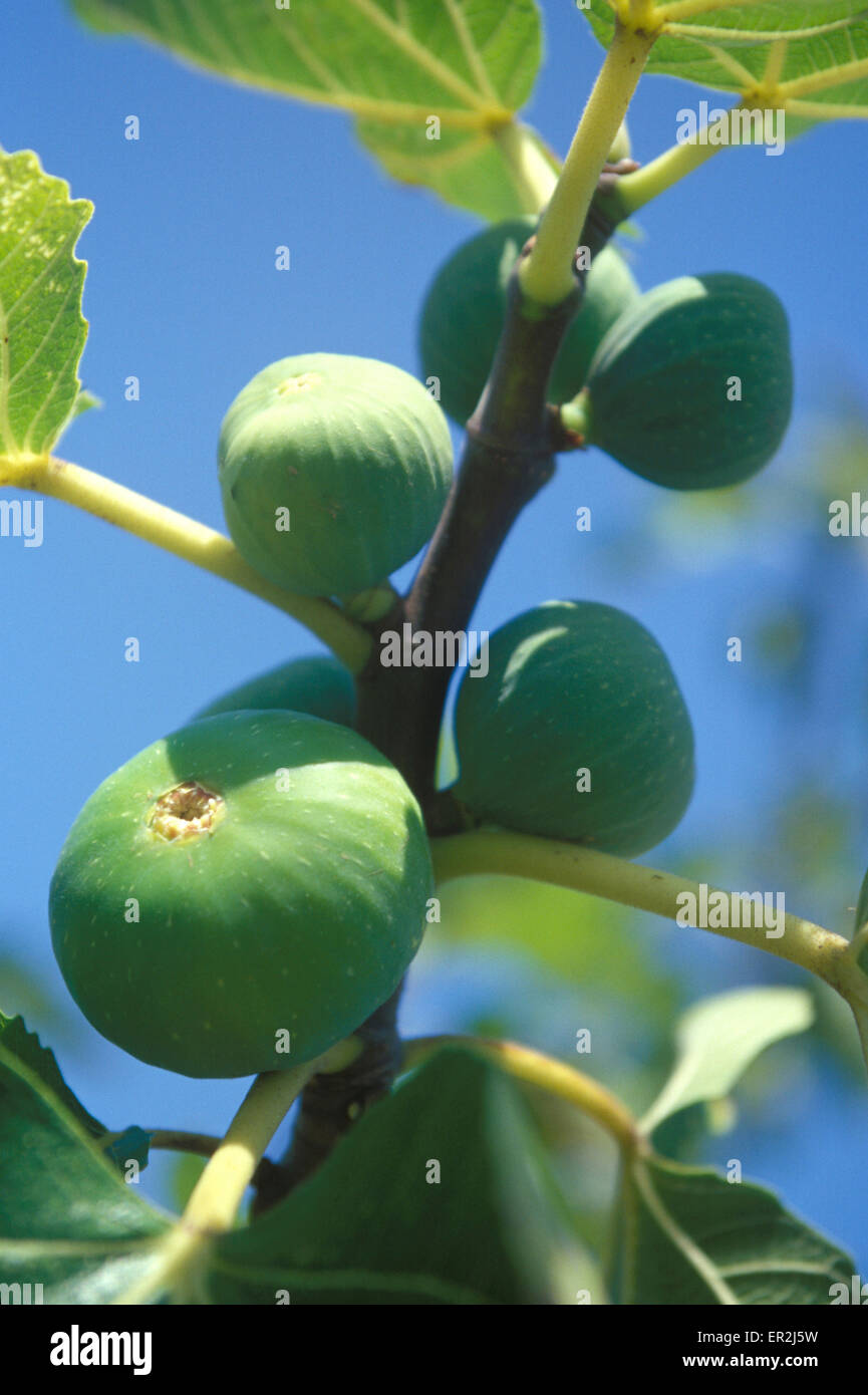 Fig ficus spec hi-res stock photography and images - Alamy