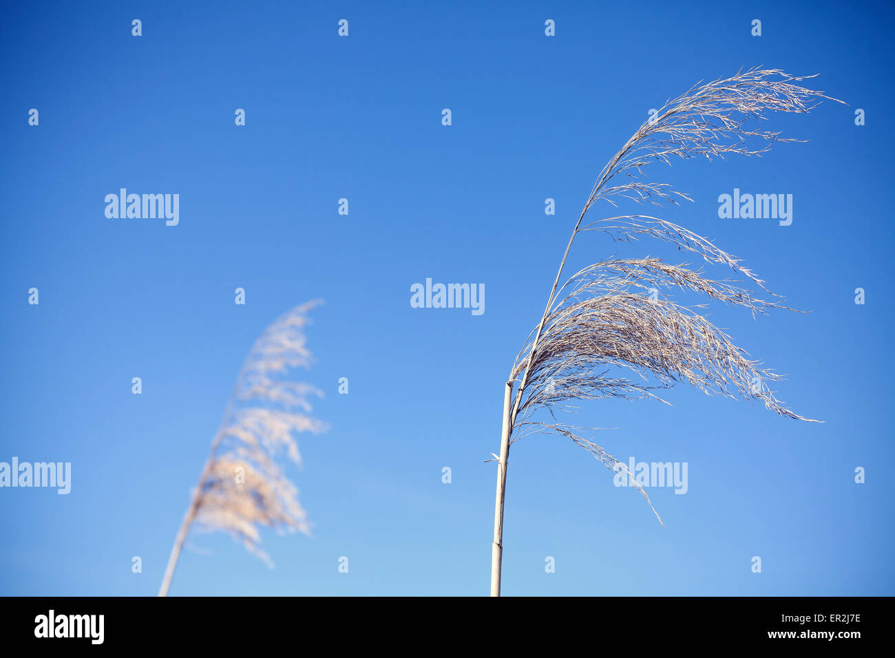 Dry reed over blue sky, shallow depth of field and vignette effect ...