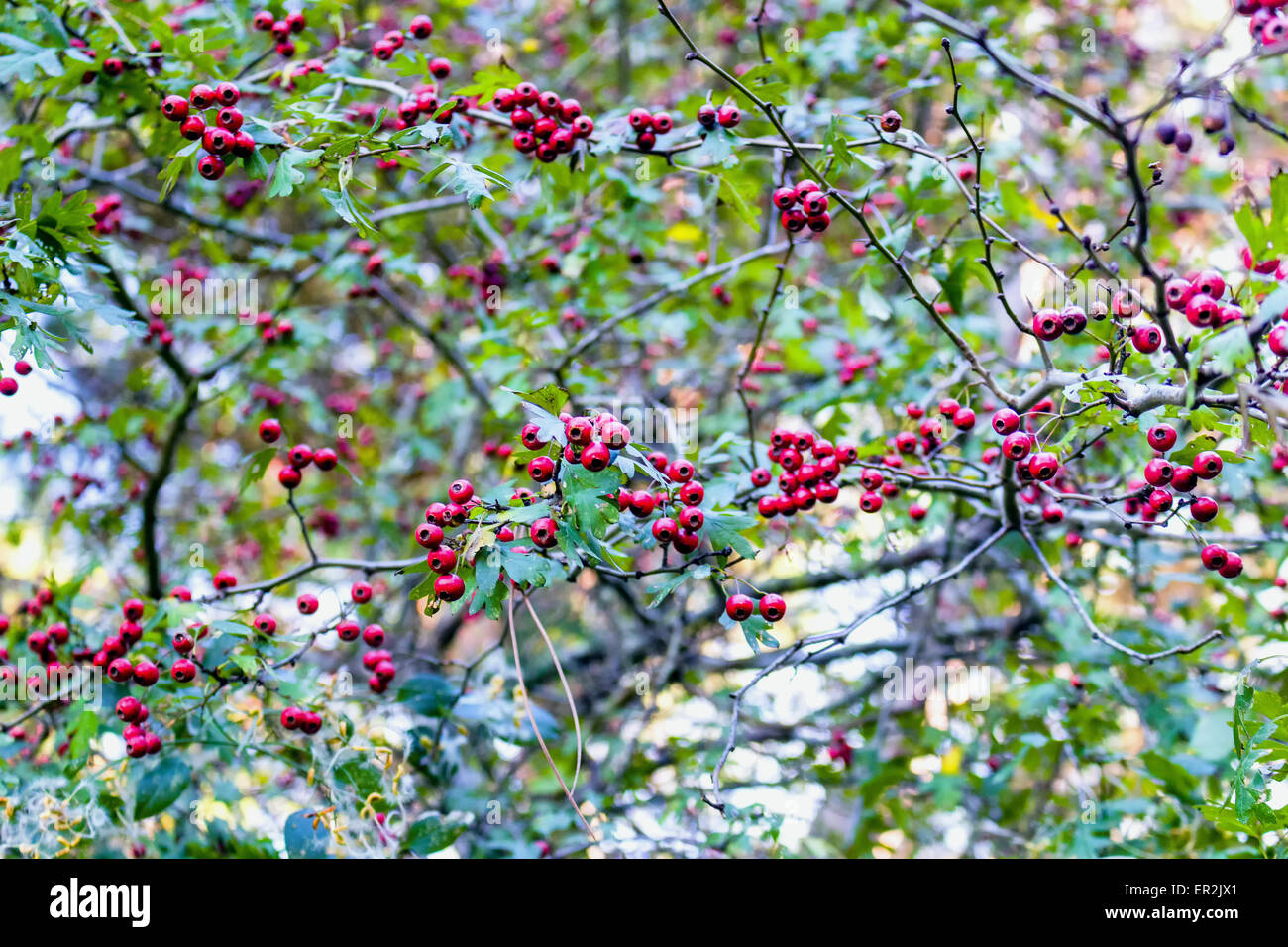 Wild red berries on brown branches with green leaves in the Pinewood ...
