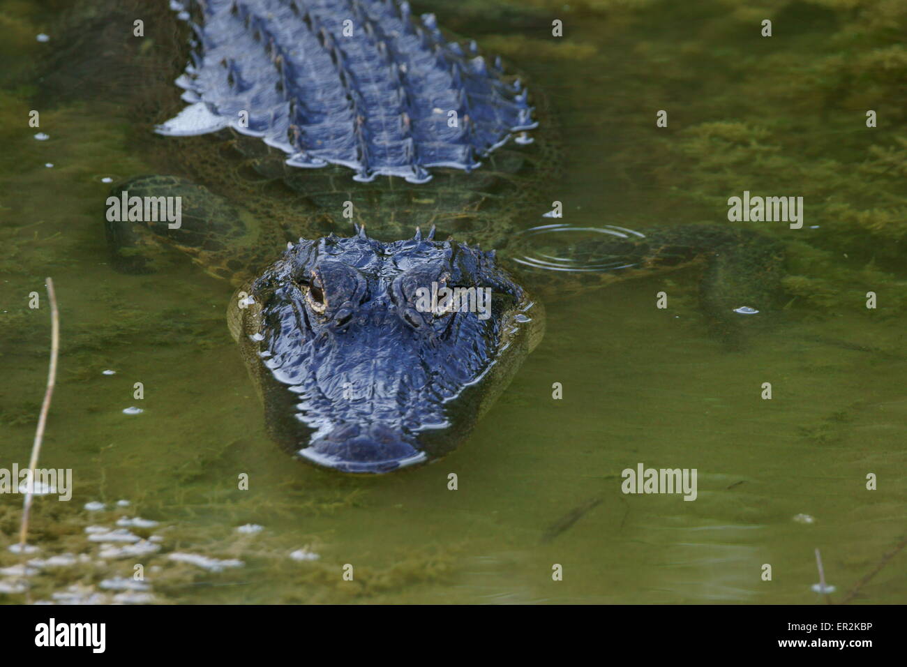 Alligator at Florida swamp Stock Photo - Alamy