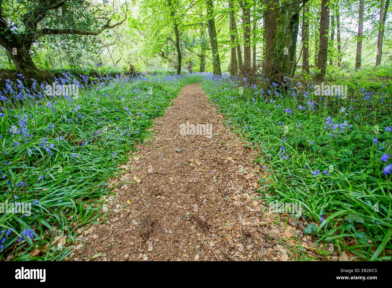 Bluebell wood path walk at godolphin Stock Photo - Alamy
