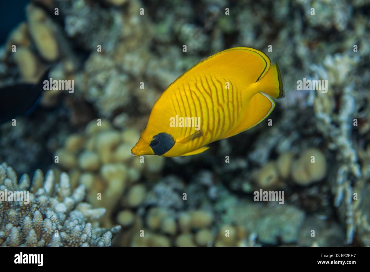 Caribbean butterfly fish hi-res stock photography and images - Alamy