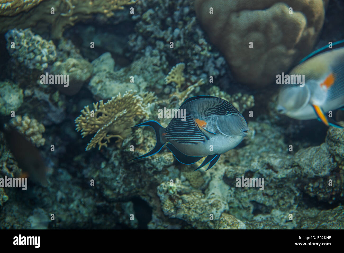 Red sea surgeonfish hi-res stock photography and images - Alamy