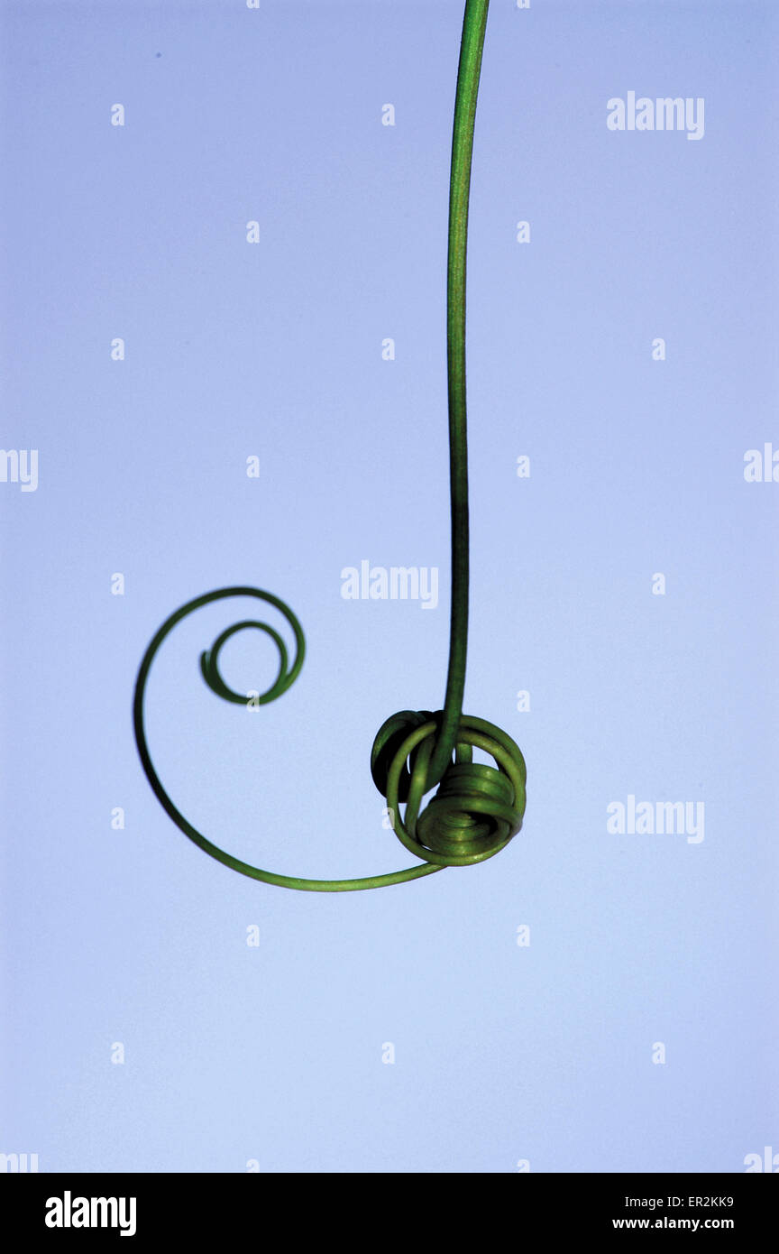Tendril coil hi-res stock photography and images - Alamy