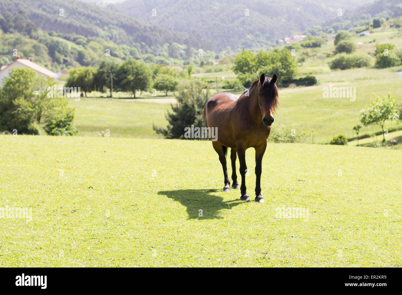 Portrait of a mare High Resolution Stock Photography and Images - Alamy