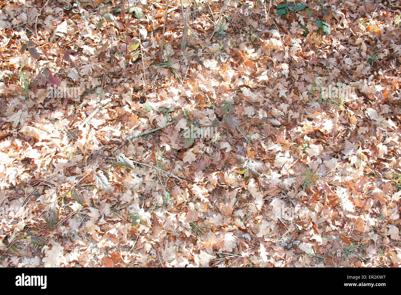 Dry leaves from the trees in the forest with sun and shadow Stock Photo ...