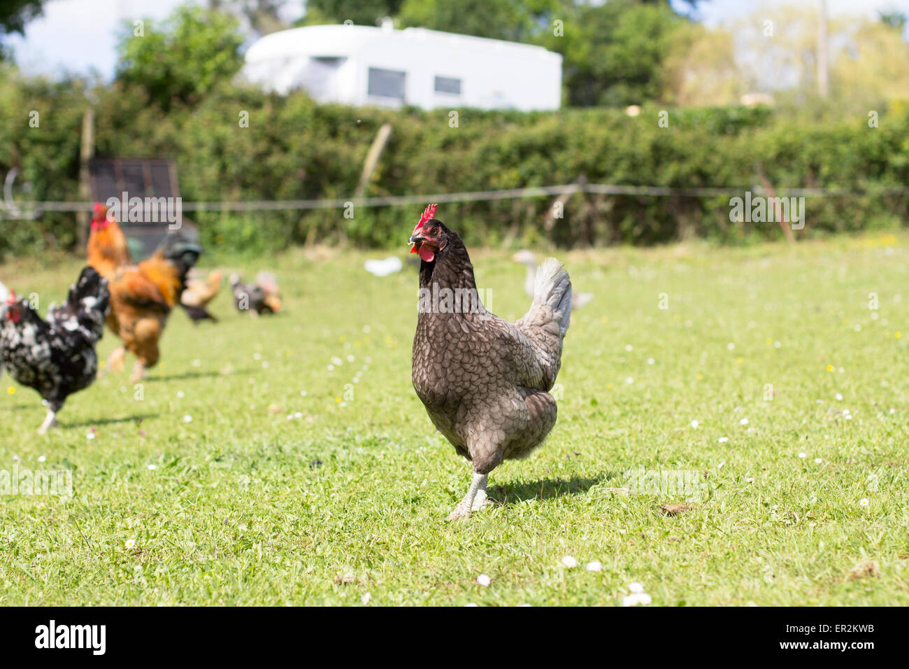 Village hen hi-res stock photography and images - Alamy