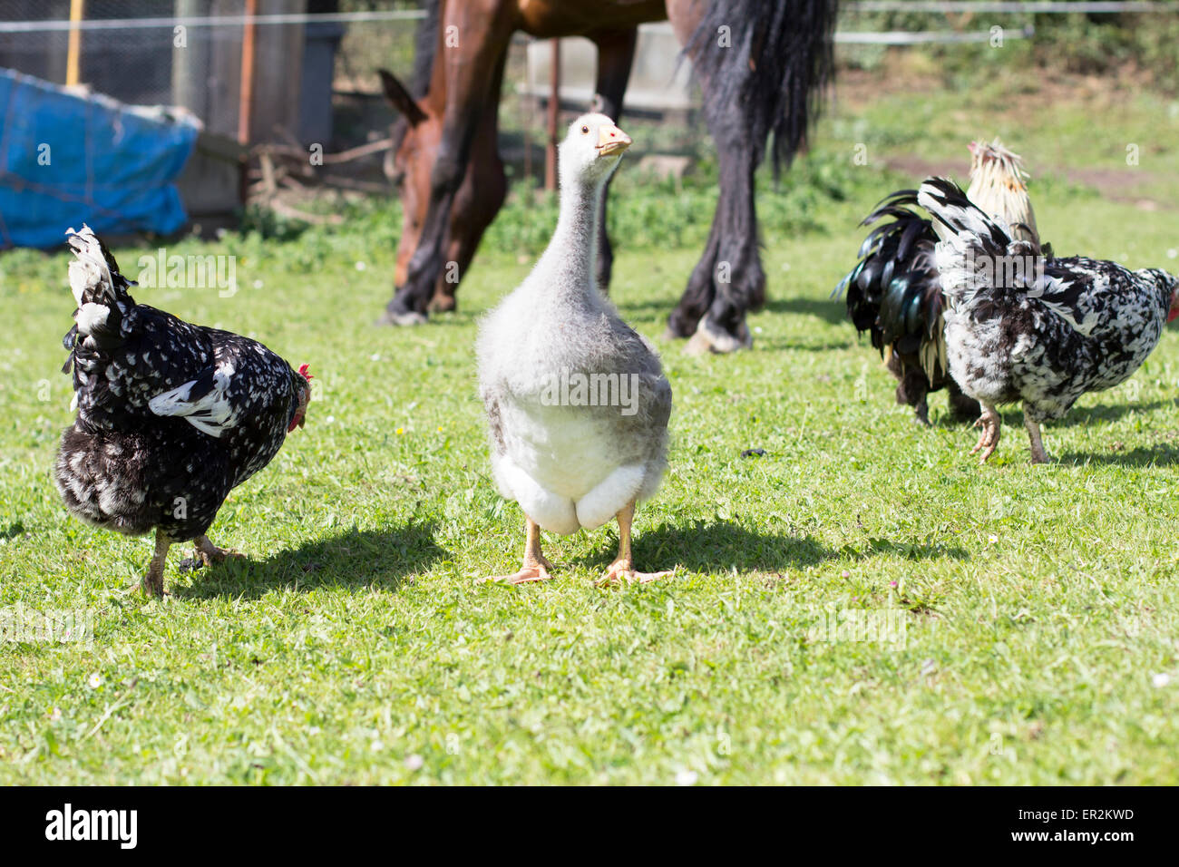 Goose and horse hi-res stock photography and images - Alamy