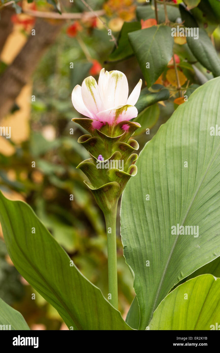 Curcuma longa hi-res stock photography and images - Alamy