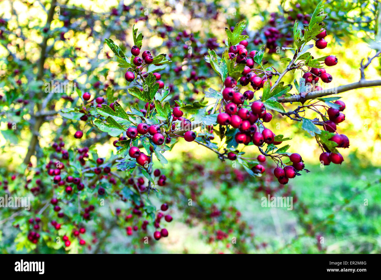 Wild red berries on brown branches with green leaves in the Pinewood ...