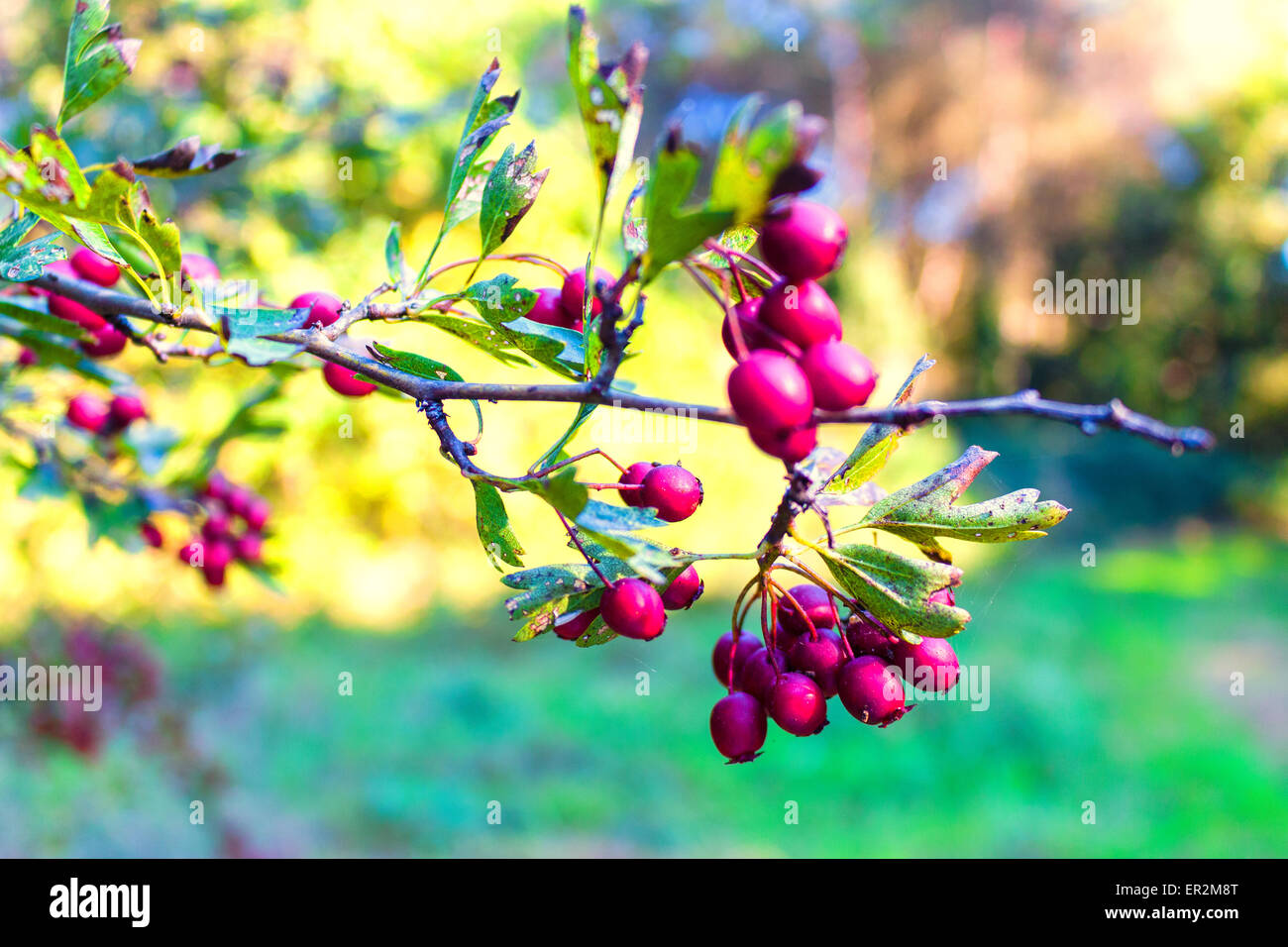 Wild red berries on brown branches with green leaves in the Pinewood ...