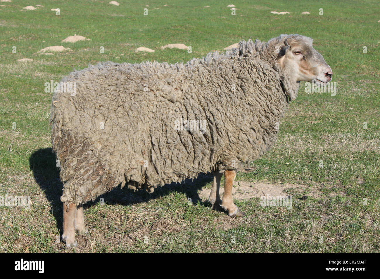 sheep grazing on the green grass of pasture Stock Photo - Alamy