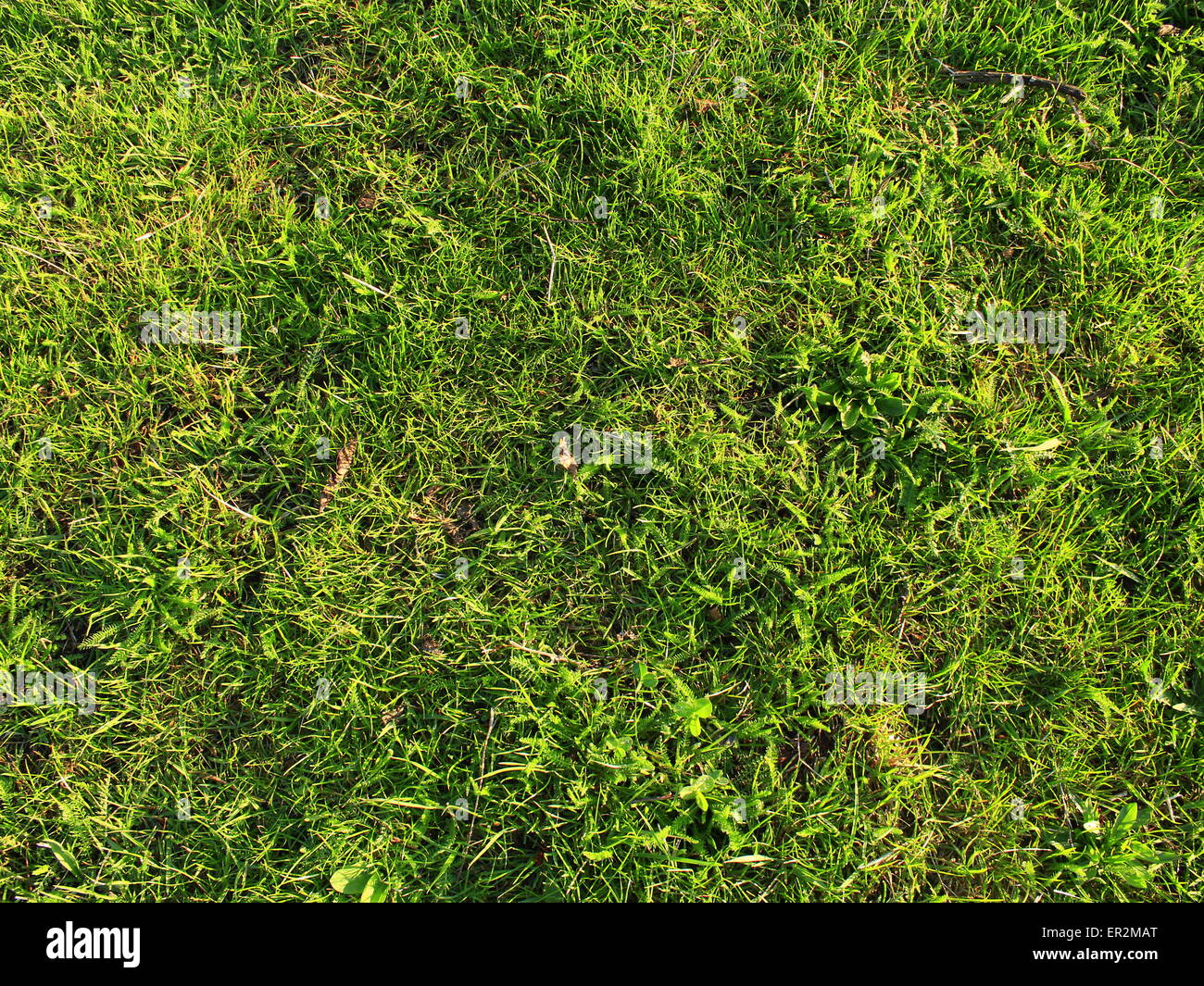 thicket of first spring green grass in the field Stock Photo - Alamy