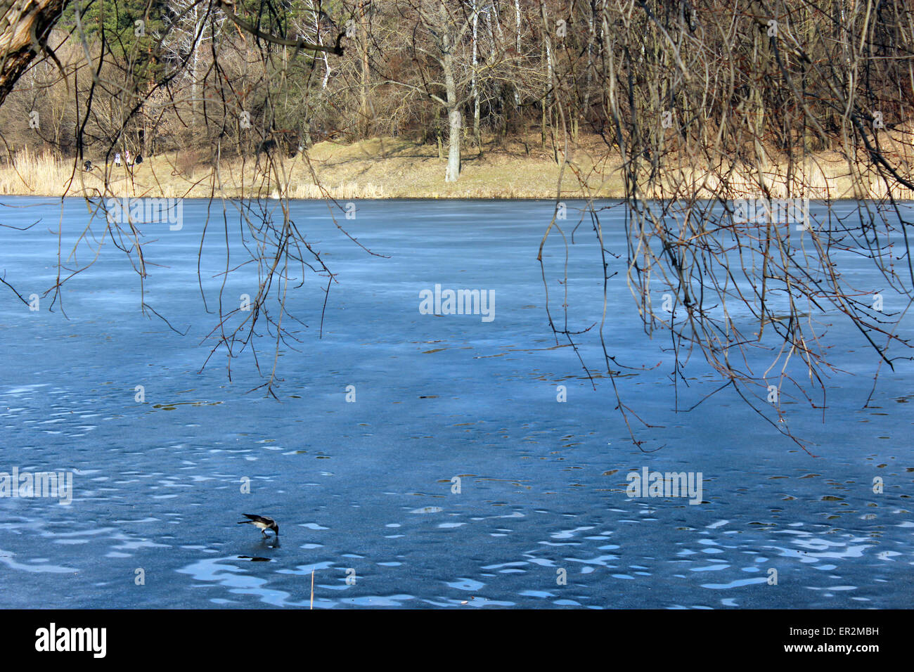 landscape with spring river with melting of ice and forest Stock Photo ...