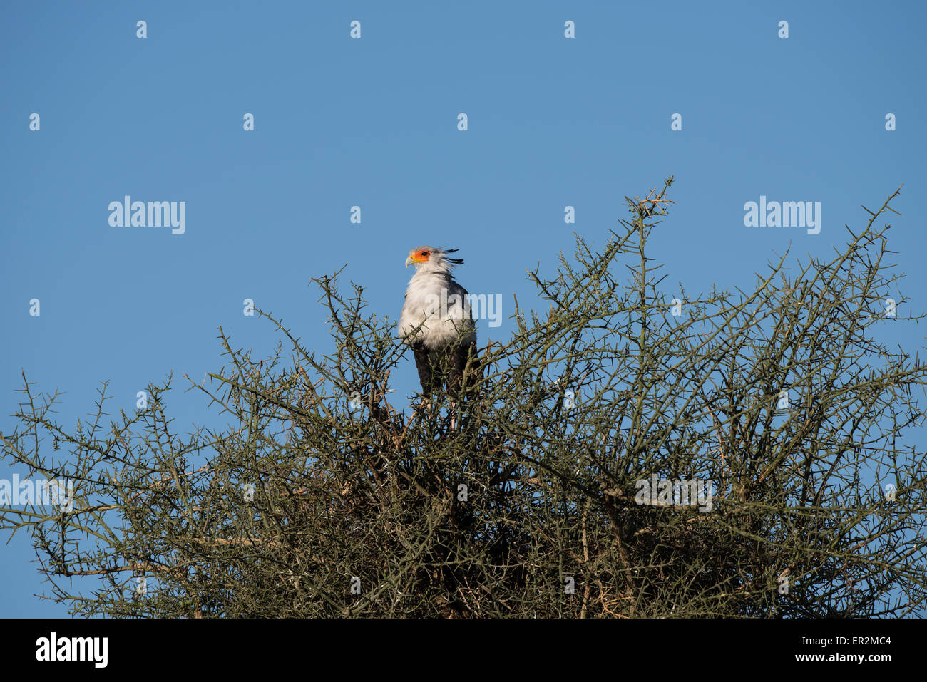 Secretary bird on top of acacia tree, Tanzania Stock Photo - Alamy