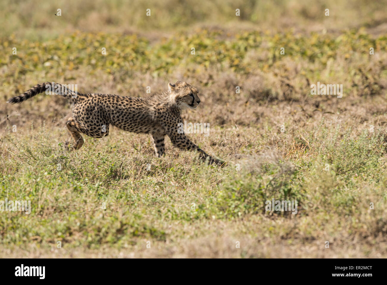 Cheetah Cubs Running