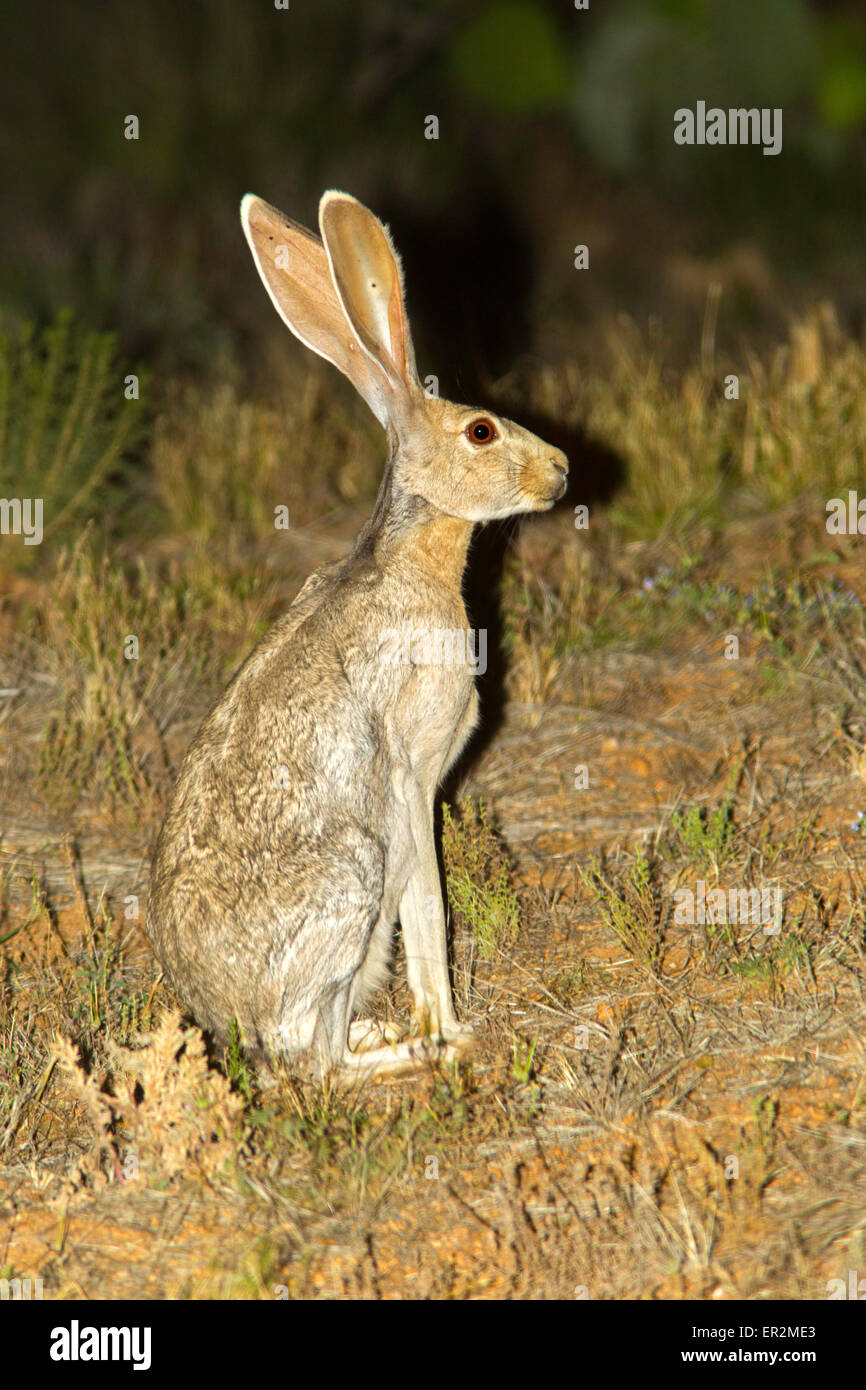 Antelope Jackrabbit Lepus alleni Tucson, Pimal County, Arizona, United ...
