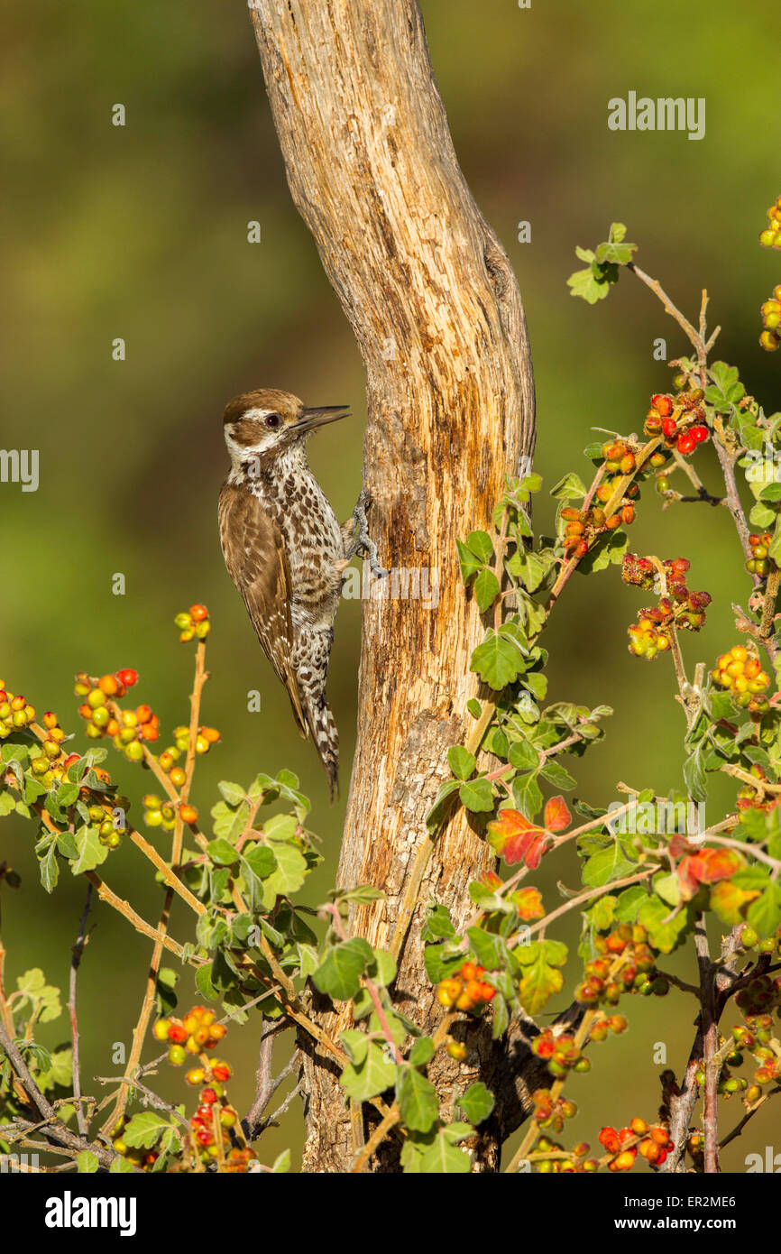 Arizona Woodpecker Picoides arizonae Madera Canyon, Santa Cruz County ...