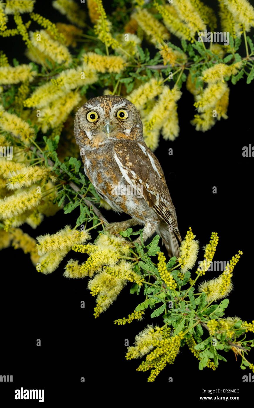Elf Owl Micrathene whitneyi Tucson, Arizona, United States 3 May Adult ...