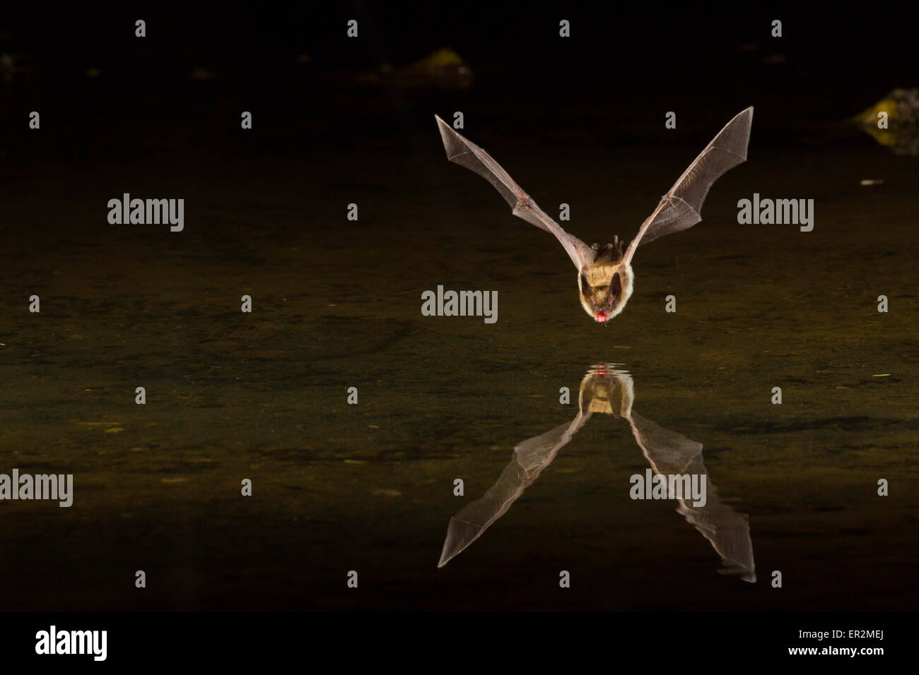 Southwestern Myotis Myotis auriculus Amado, Arizona, United States 23 ...