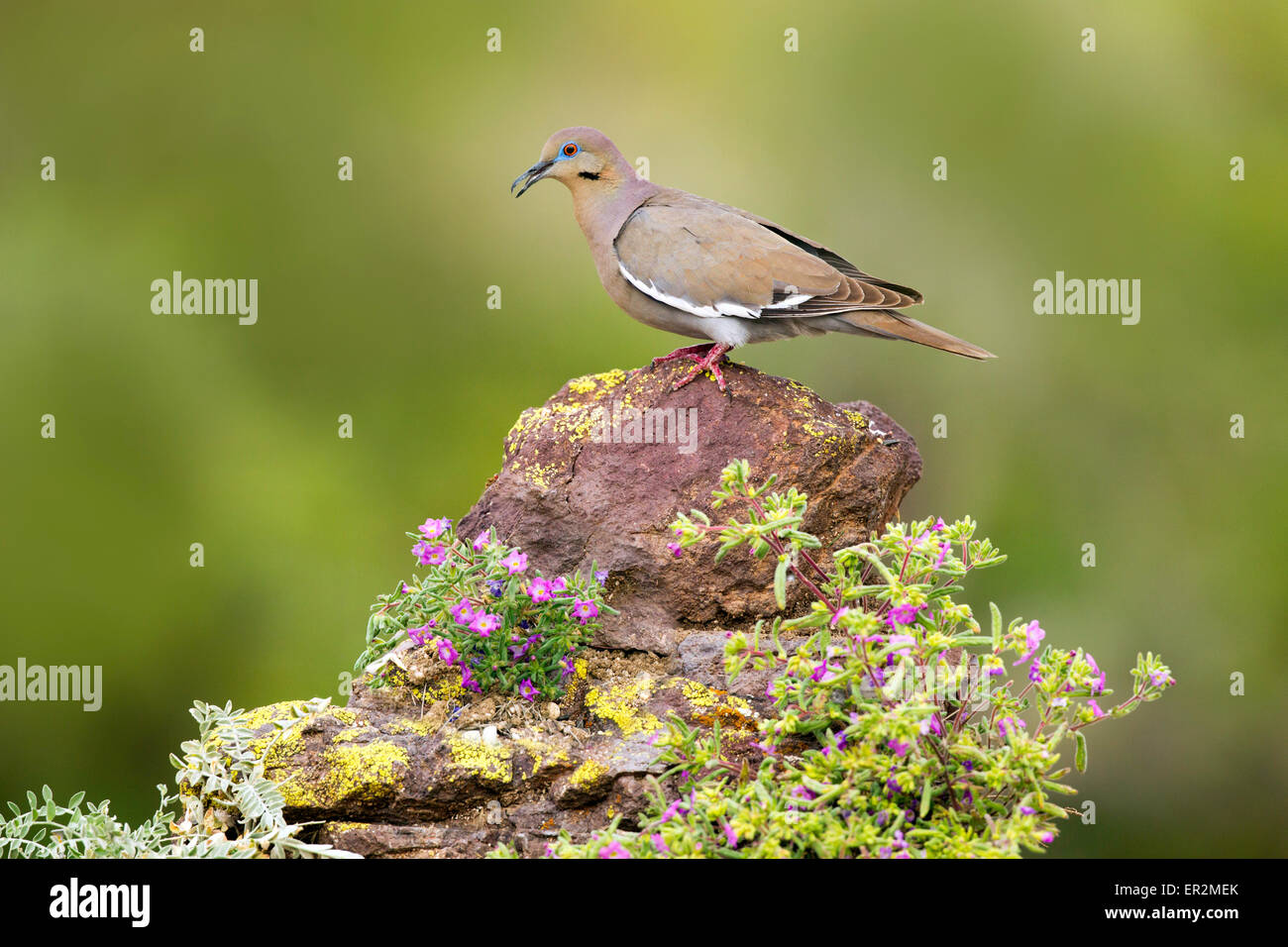 White-winged Dove Zenaida asiatica Tucson, Pima County, Arizona, United ...