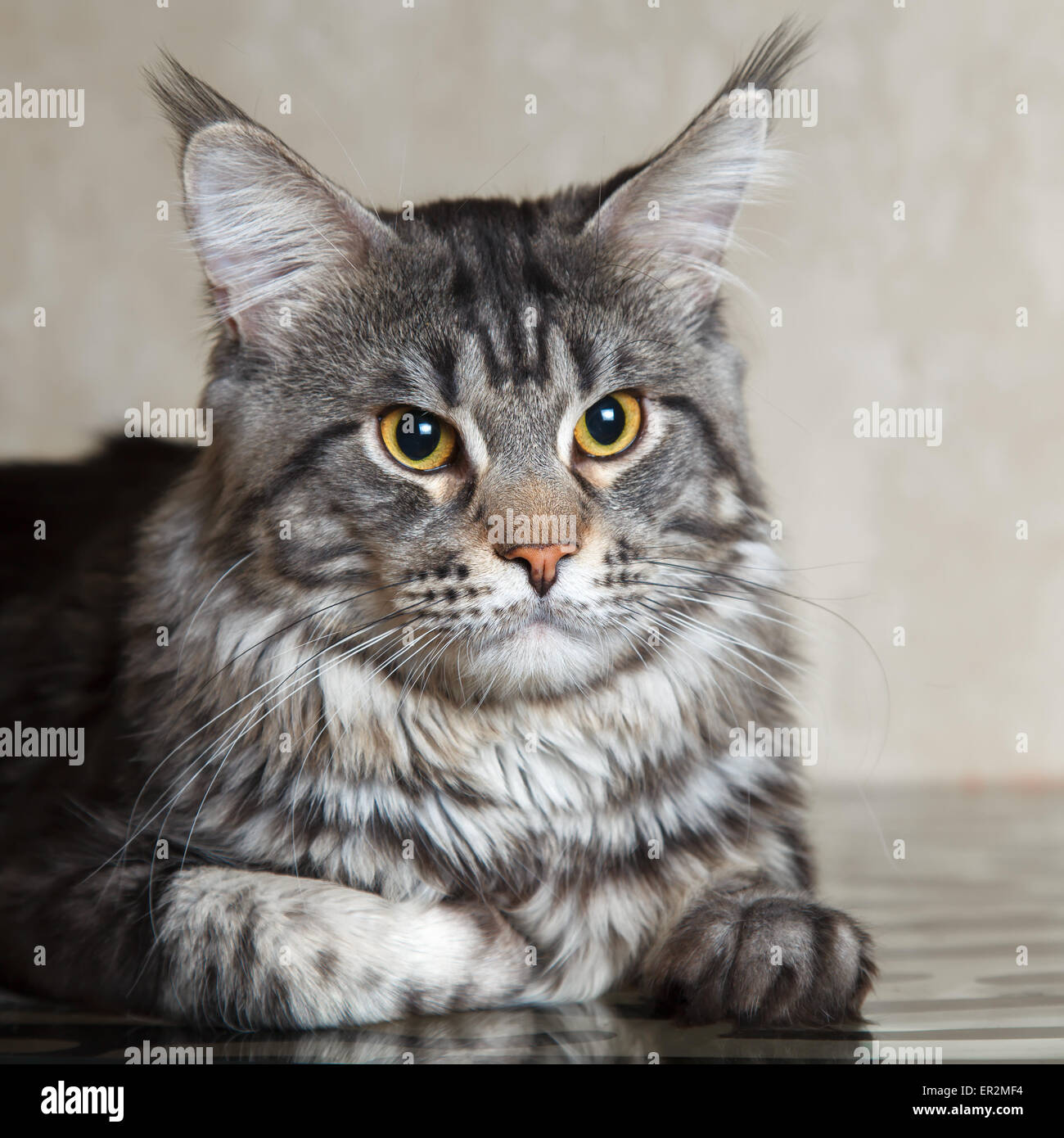 Black tabby maine coon cat with yellow eyes and big lynx posing on ...