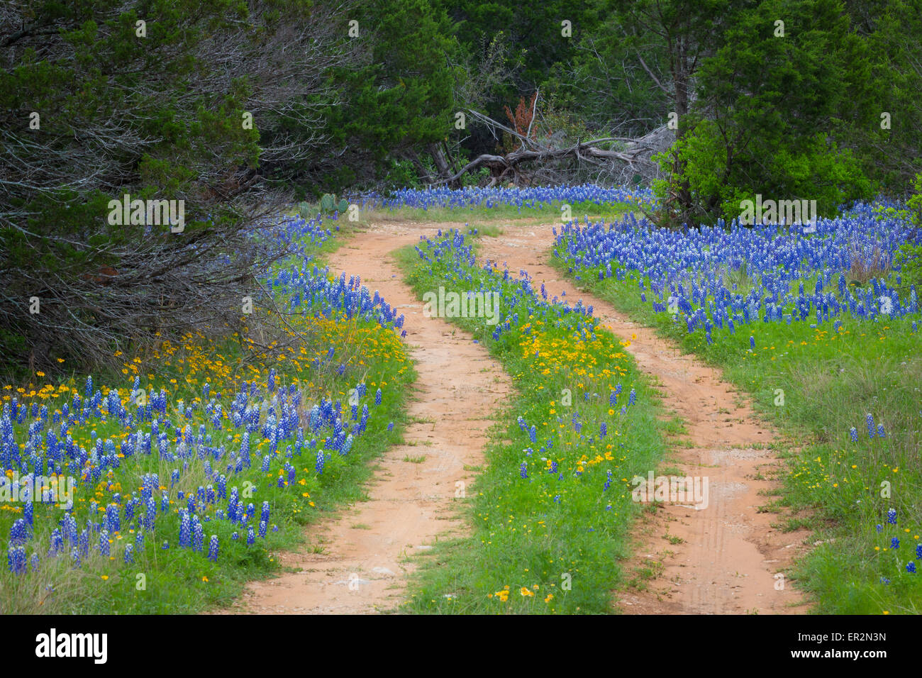 Country road in the Texas Hill Country east of Llano, Texas, line by ...