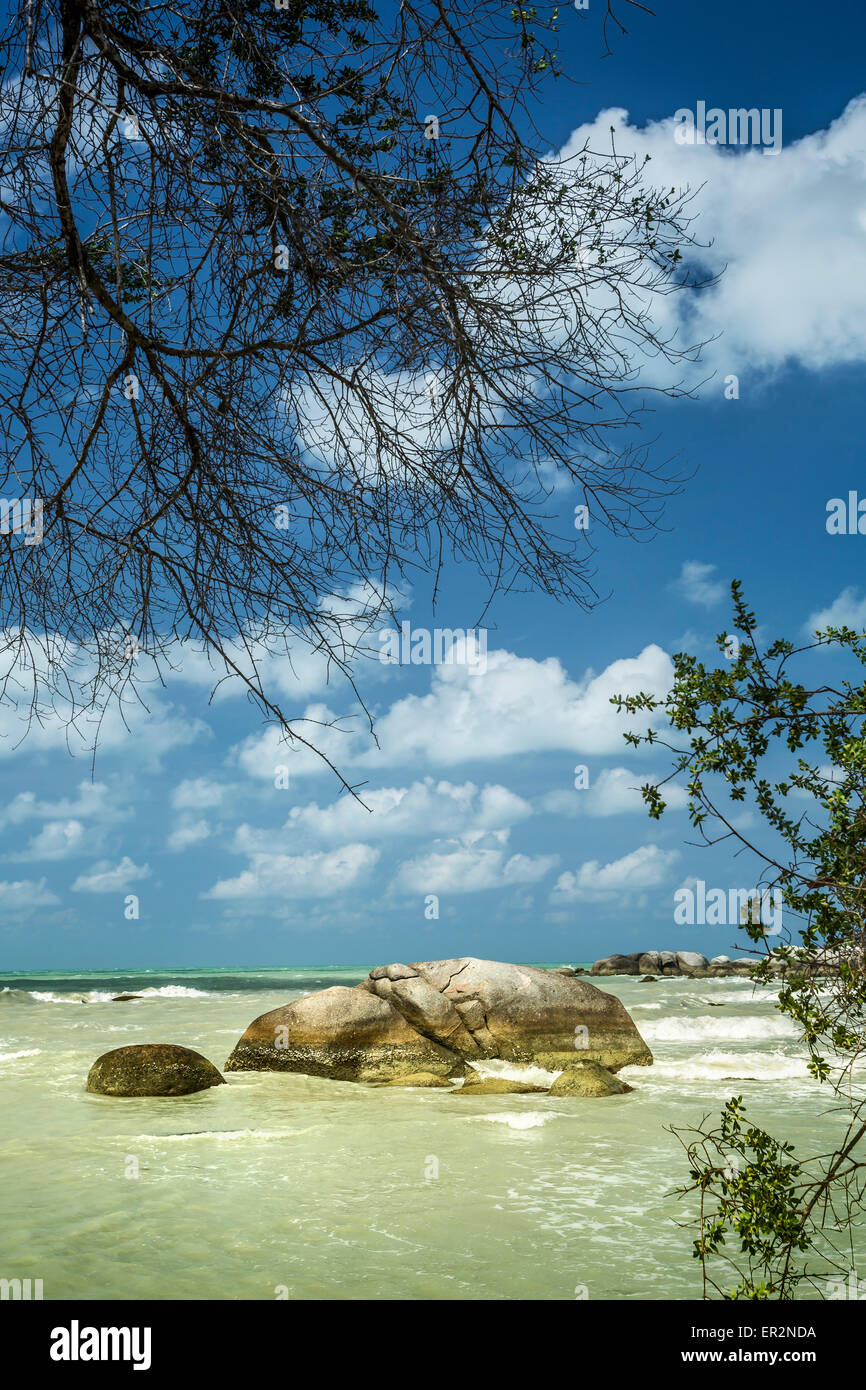 Branches at Beach Stock Photo - Alamy