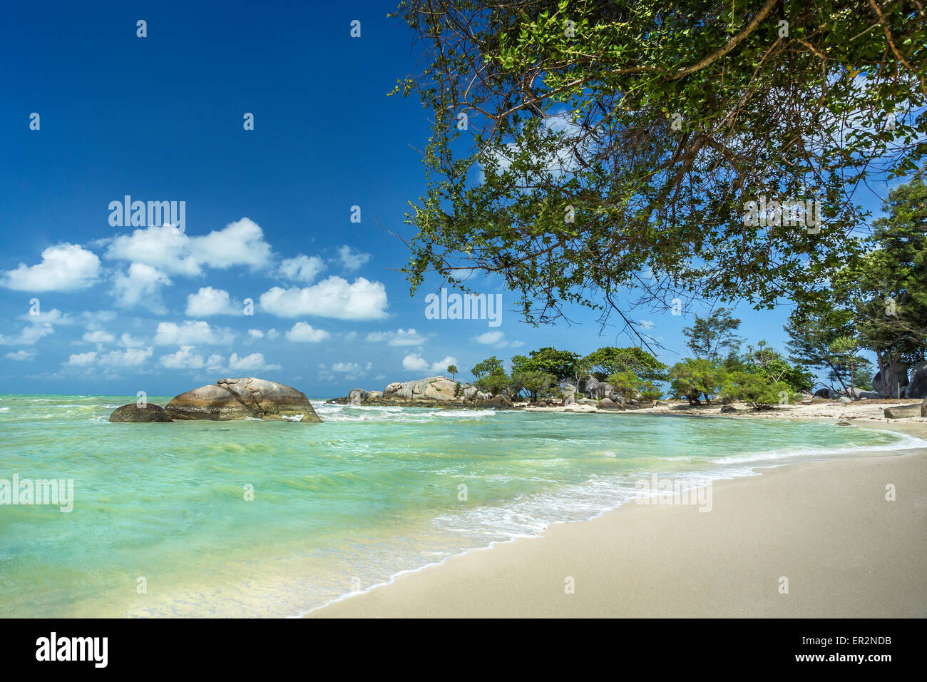 Tree at beach Stock Photo - Alamy