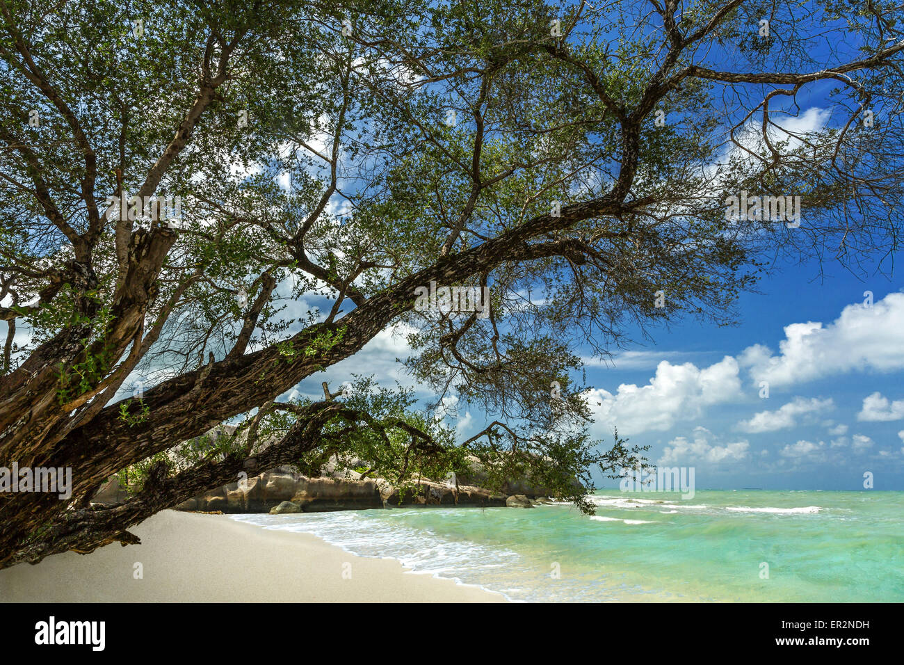 Tree at Beach Stock Photo - Alamy