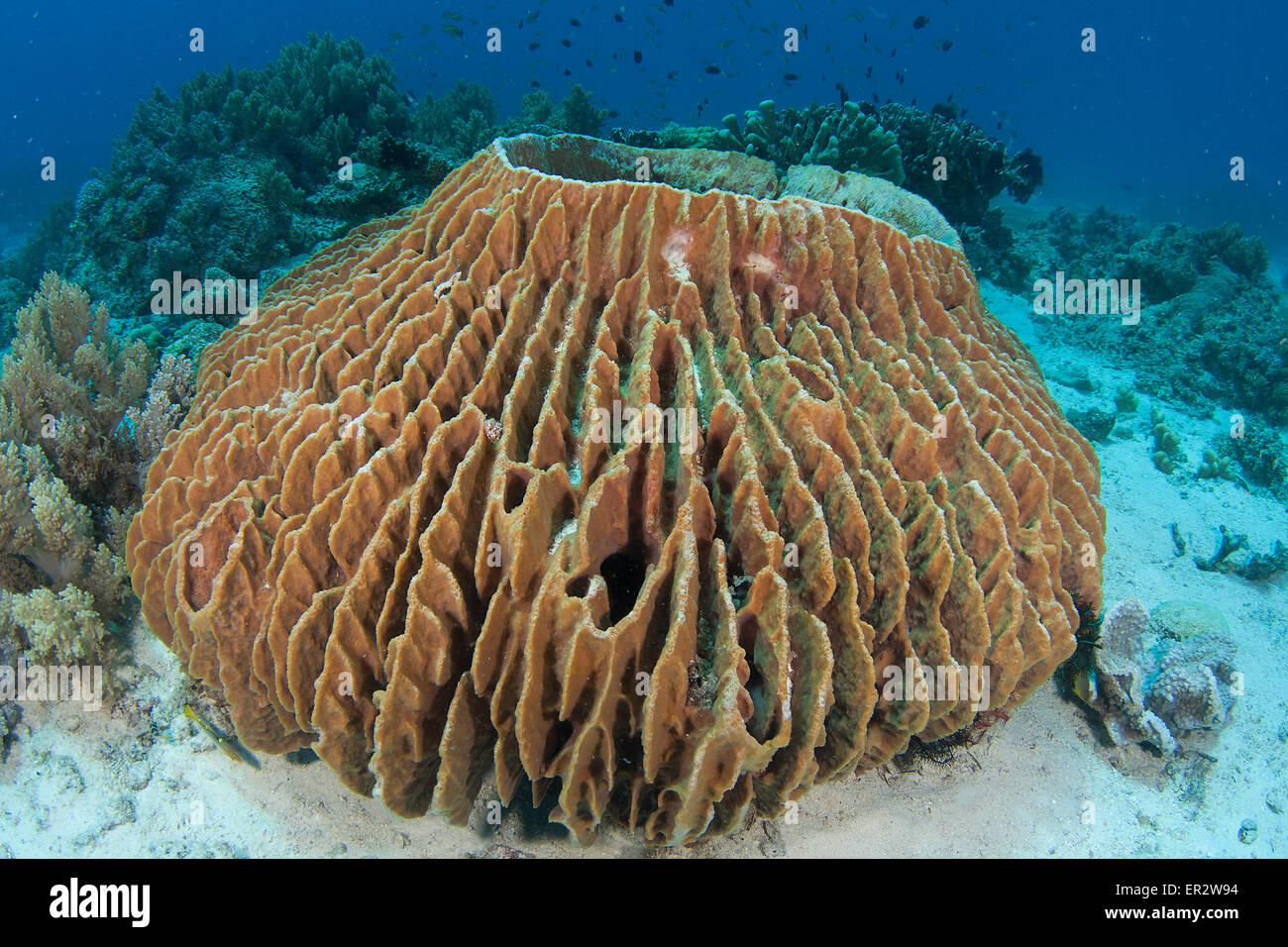Large barrel sponge on a tropical reef at Balicasag Island, Philippines ...