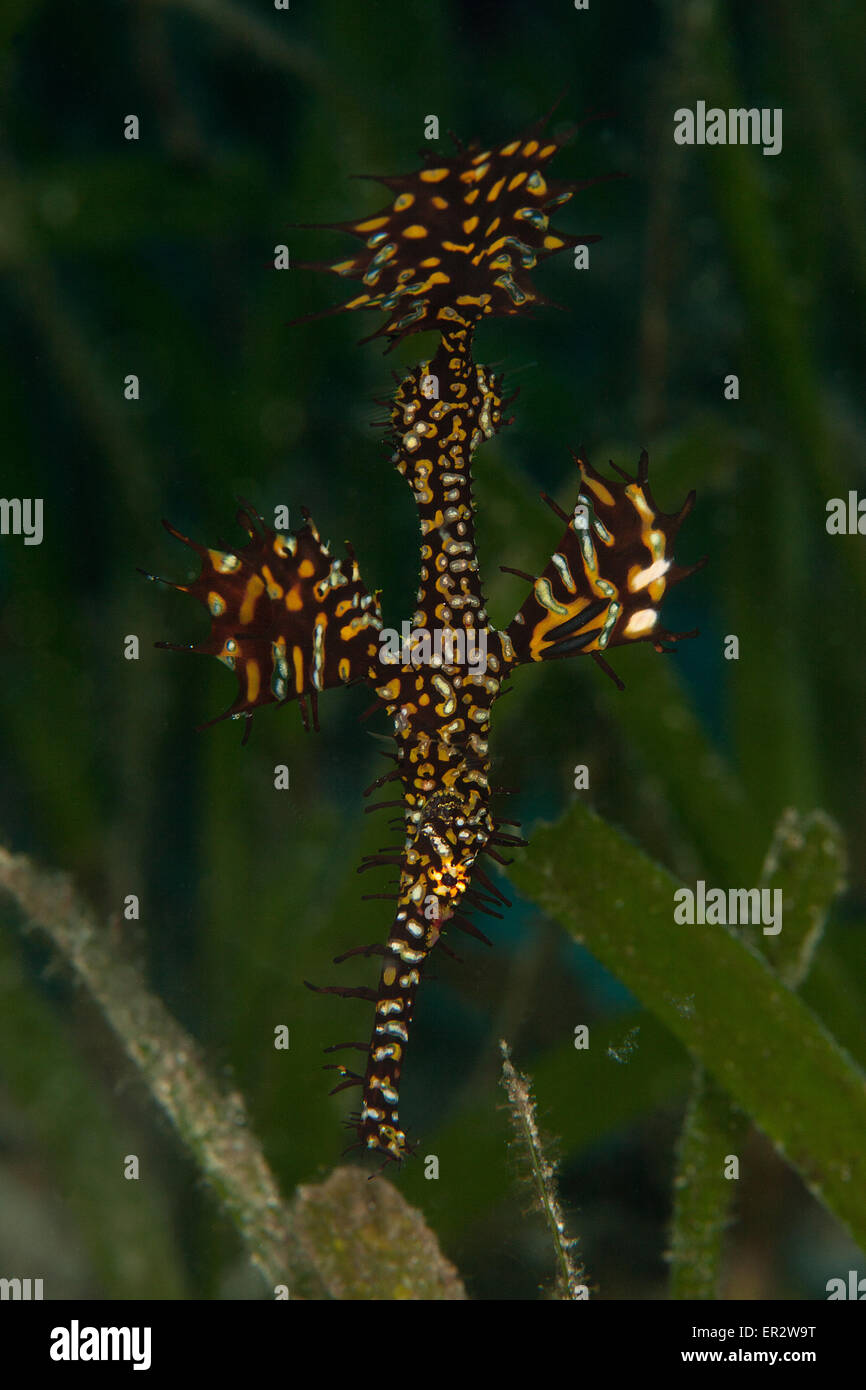 Reef pipefish hi-res stock photography and images - Alamy
