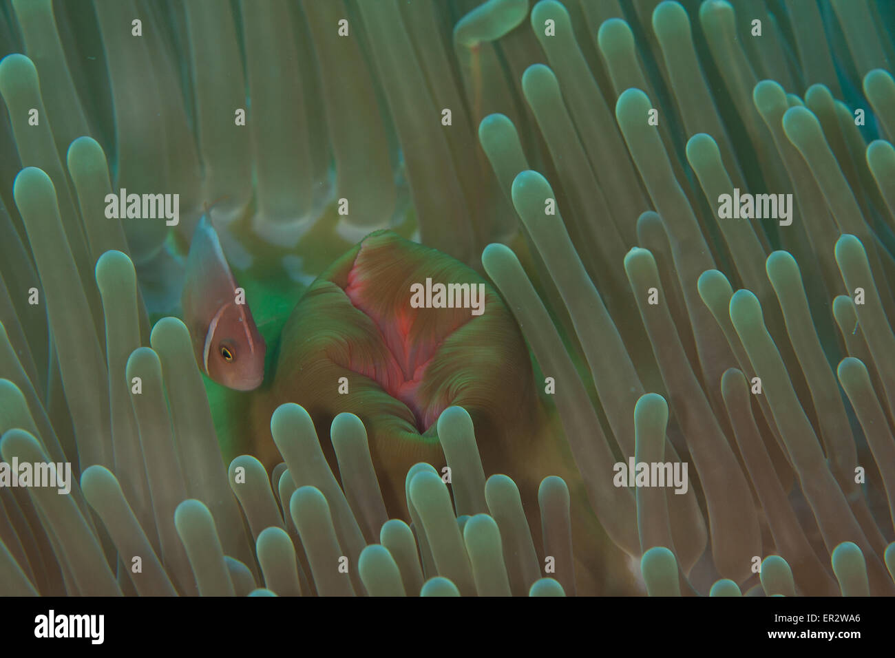 Anemone fish pink hi-res stock photography and images - Alamy