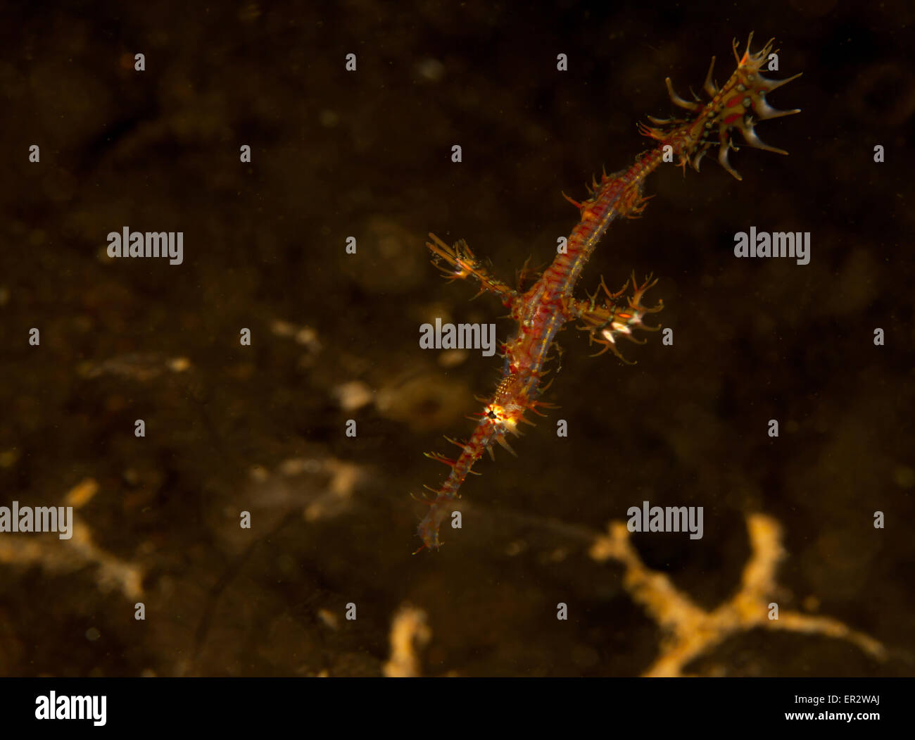 Reef pipefish hi-res stock photography and images - Alamy