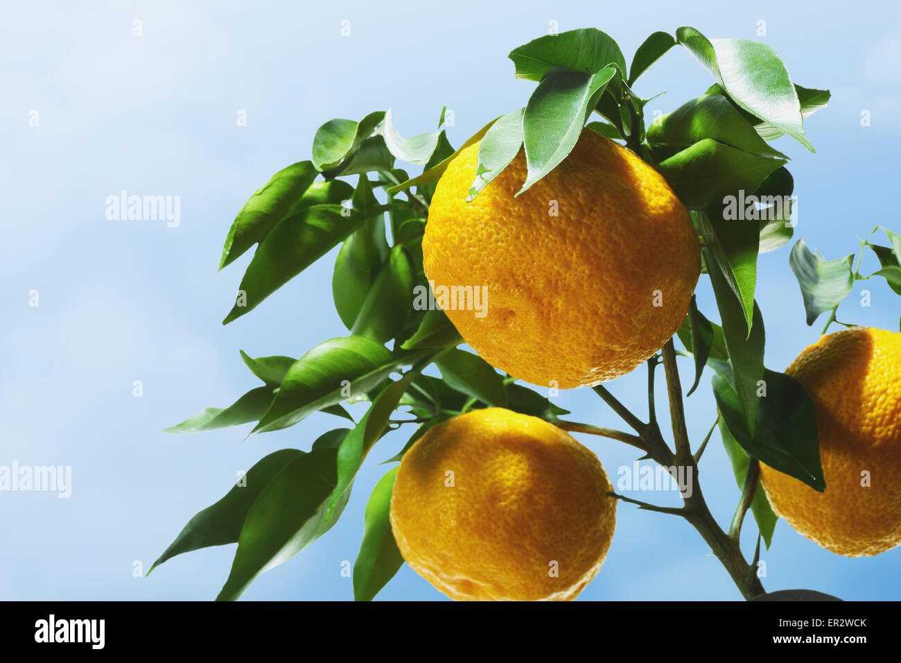 Yuzu hi-res stock photography and images - Alamy