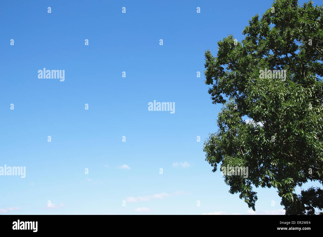 Tree and blue sky Stock Photo - Alamy
