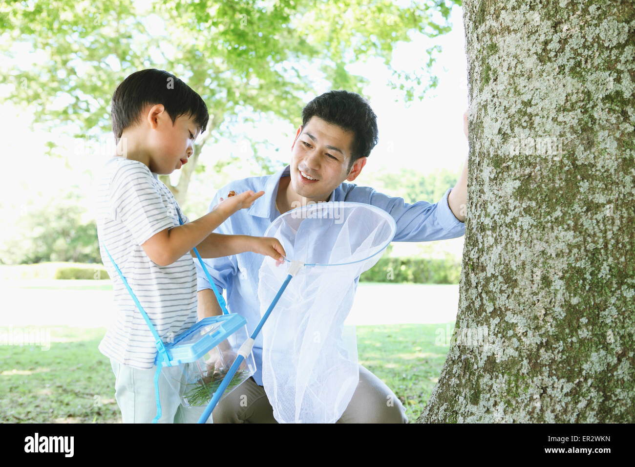 4 insects hi-res stock photography and images - Alamy