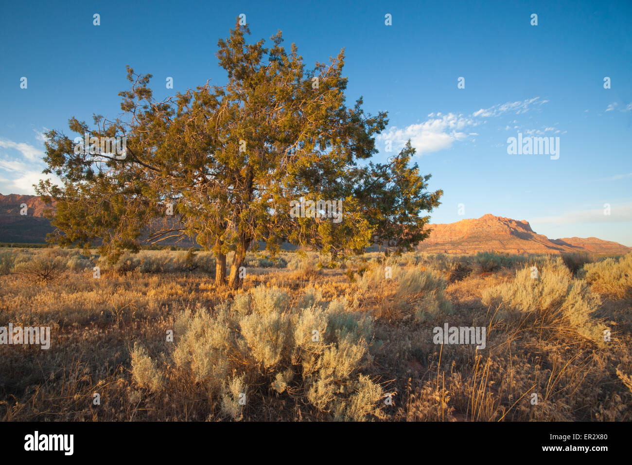 Branches of a desert pinon tree in the Utah Wilderness at sunset Stock ...