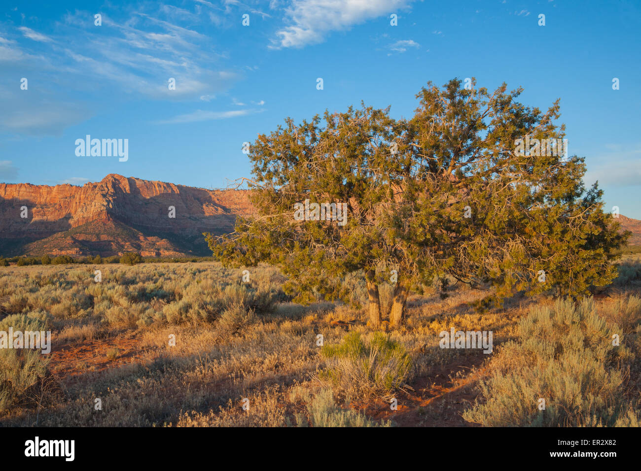 Tree and scrub brush dot a landscape in southern Utah's wilderness ...