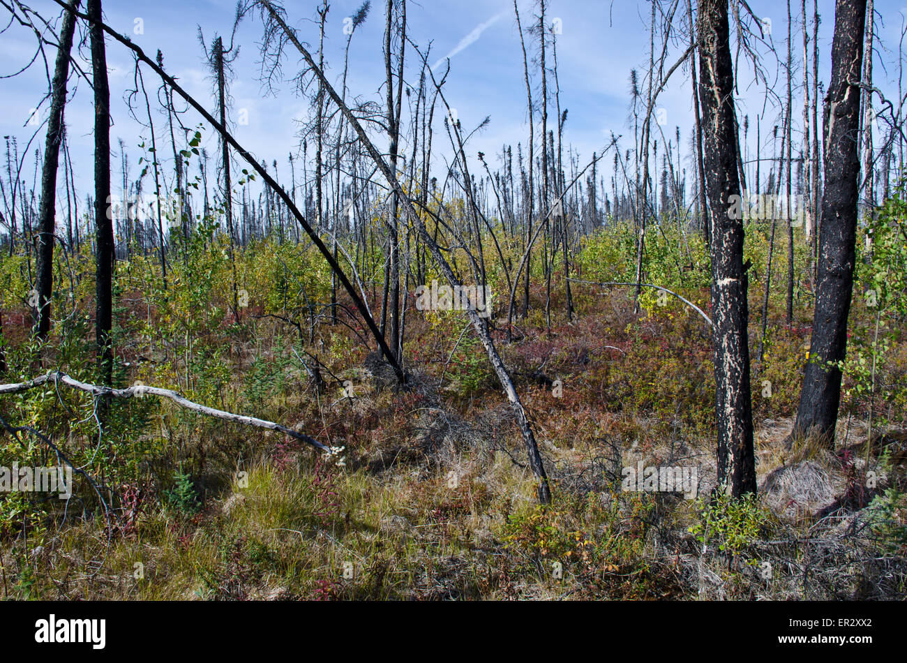 Forest Fire Regrowth