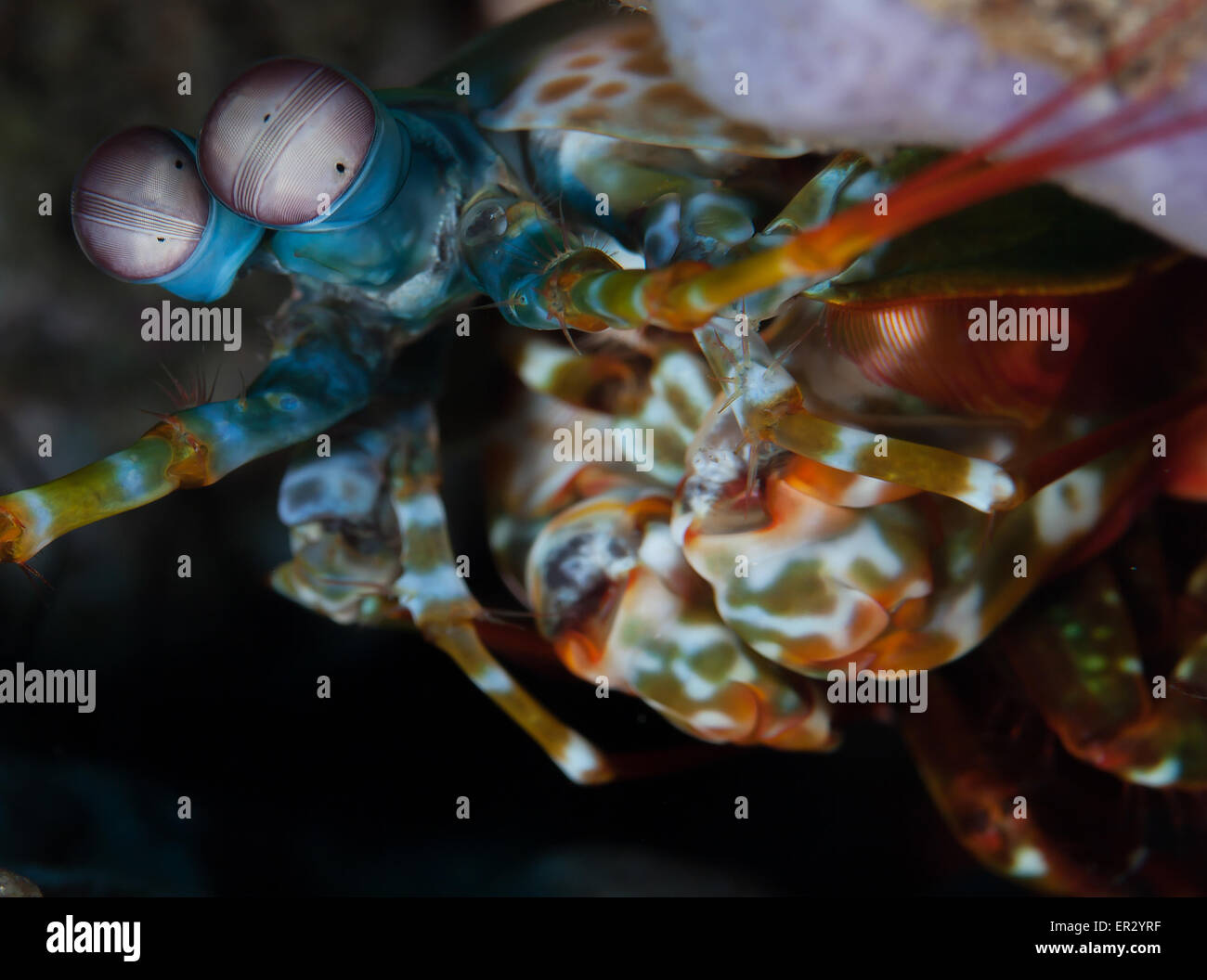 Clown mantis shrimp hi-res stock photography and images - Alamy