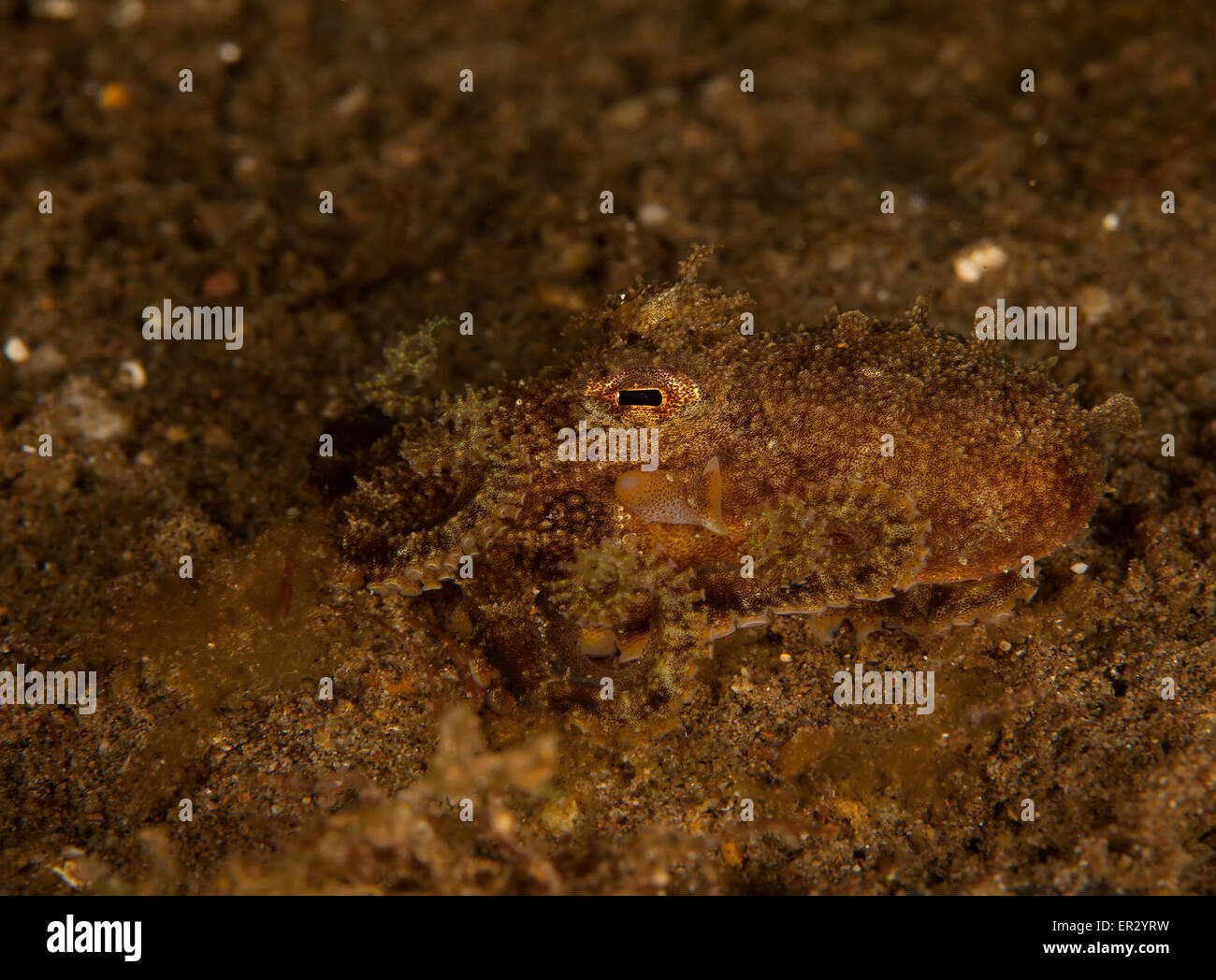 Octopus philippines hi-res stock photography and images - Alamy