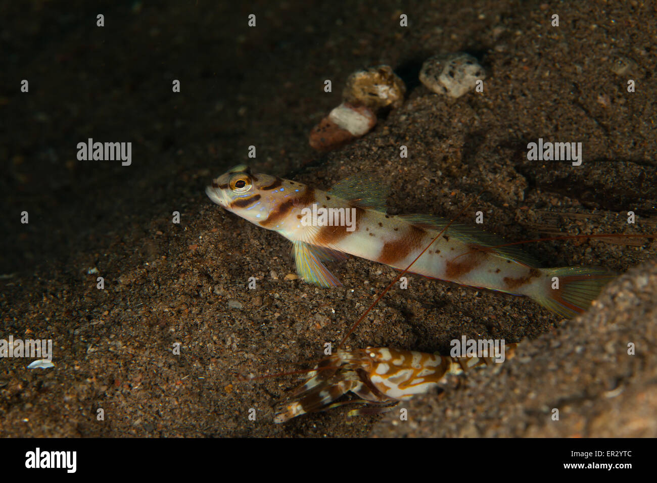 Slantbar Shrimpgoby with Alpheid Shrimp, photographed in Dauin ...