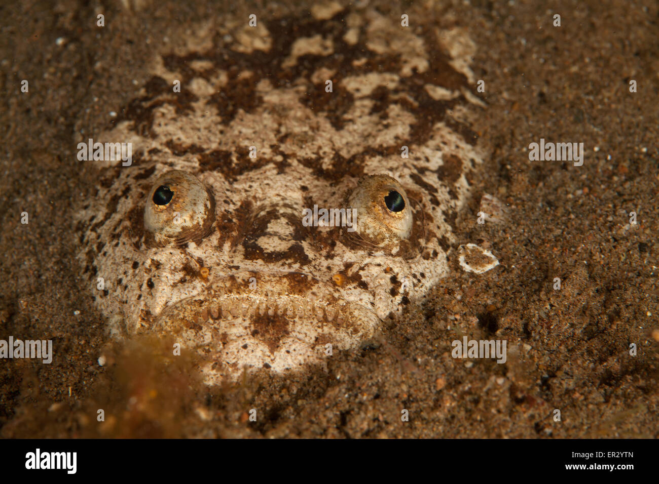 Stargazer fish uranoscopus sp hi-res stock photography and images - Alamy